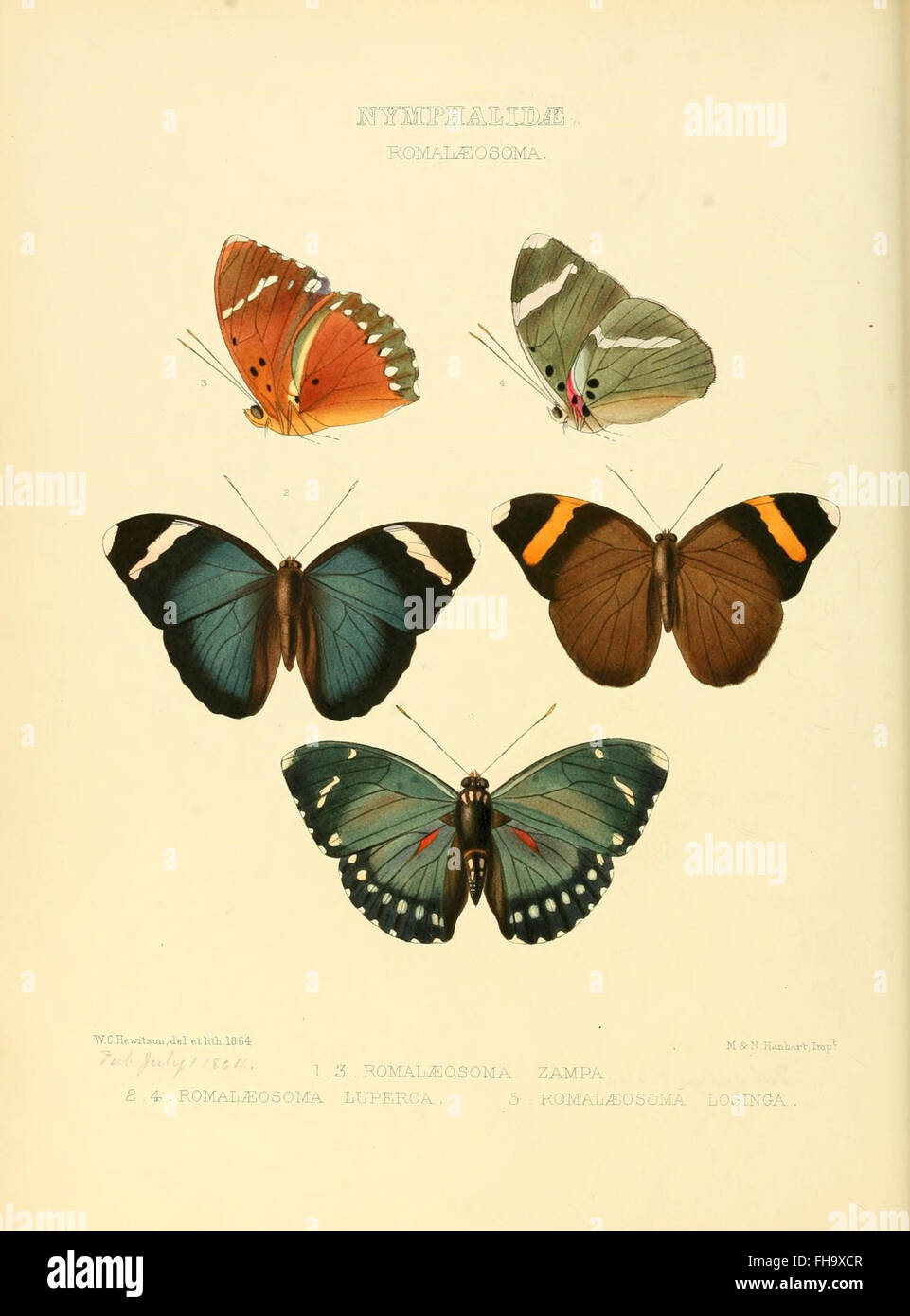 Illustrations of New Species of Exotic Butterflies, Geographical ...