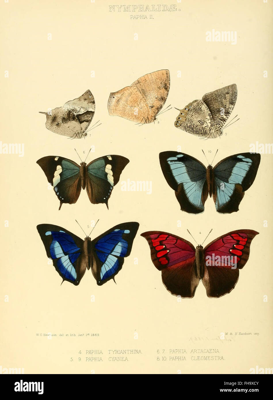 Butterflies lepidoptera speciation pictorial hi-res stock photography ...
