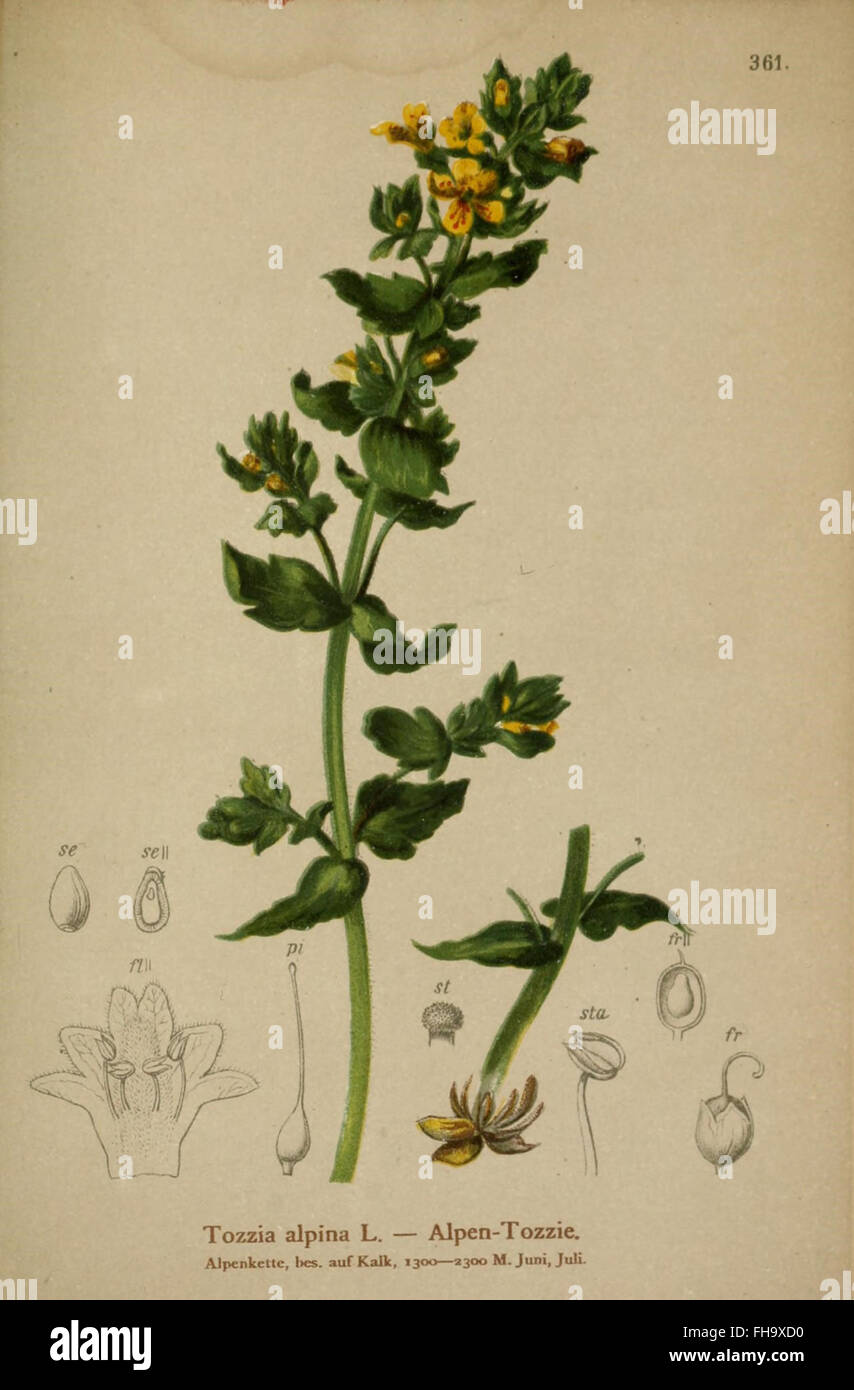 An atlas depicting the alpine flora of the Alps, showcasing the ...