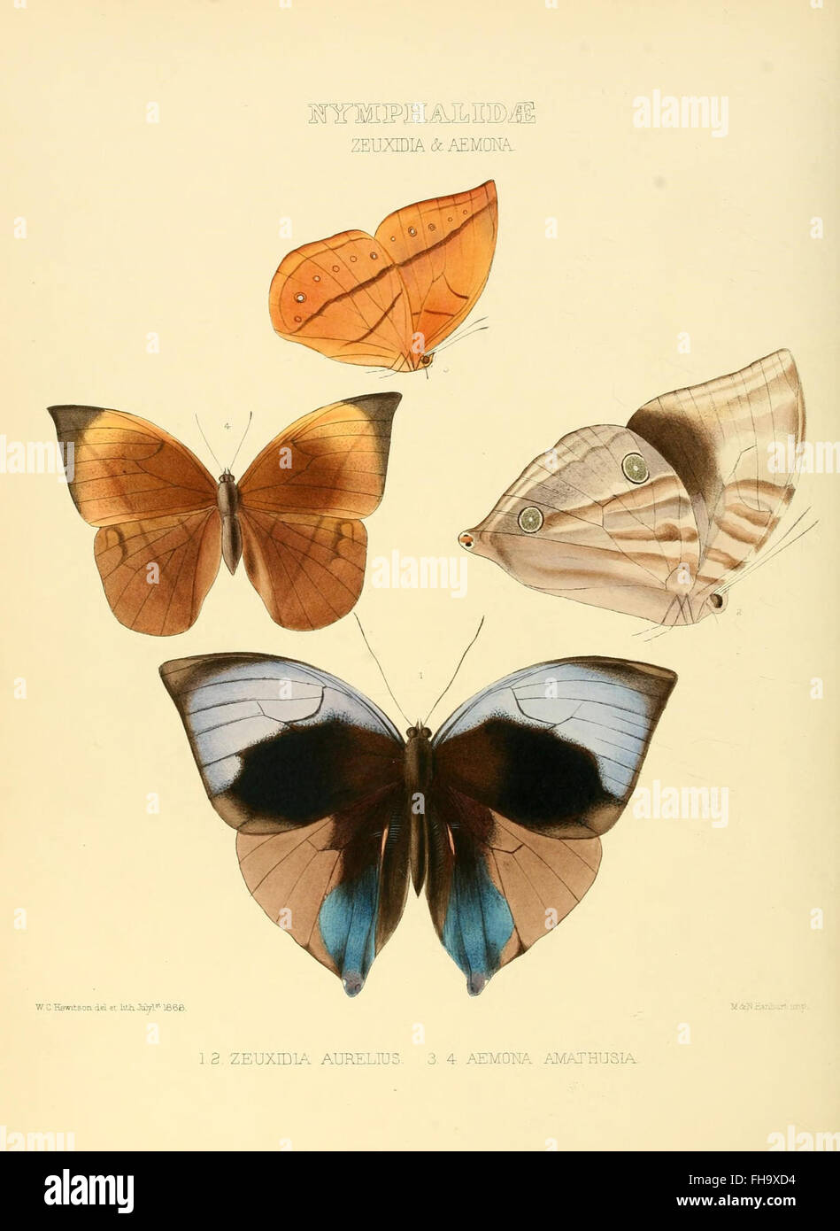 Illustrations of new species of exotic butterflies Stock Photo - Alamy