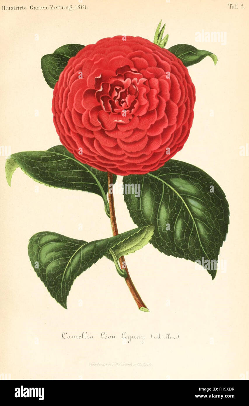 A German periodical focused on horticulture, providing illustrated ...