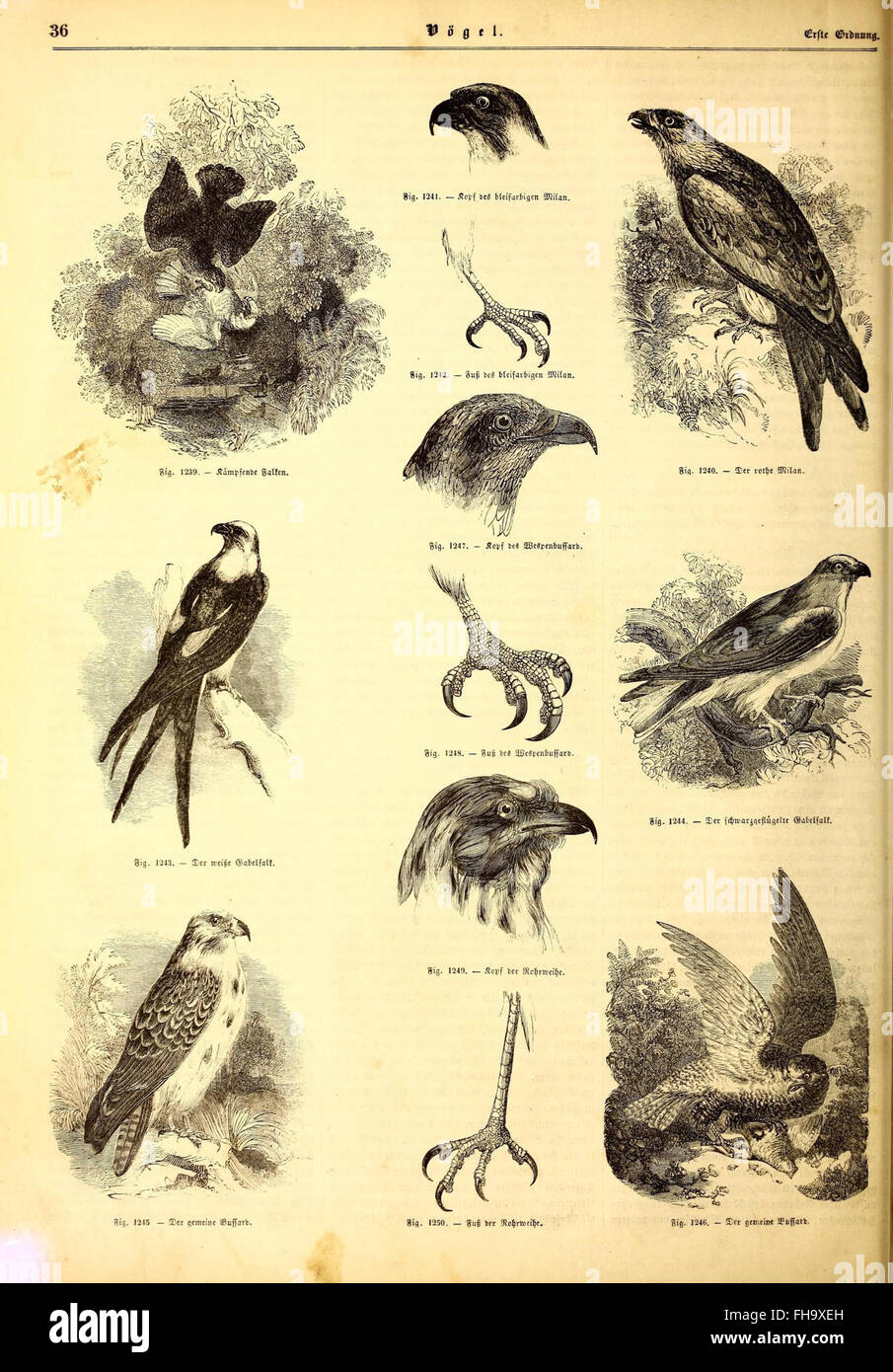 Illustrated natural history of the animal kingdom, covering amphibians ...