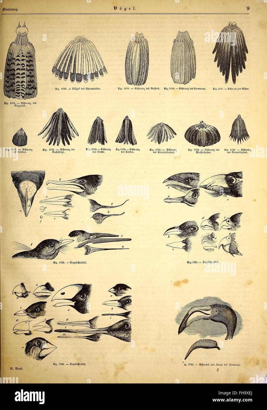 A comprehensive illustrated natural history of the animal kingdom ...
