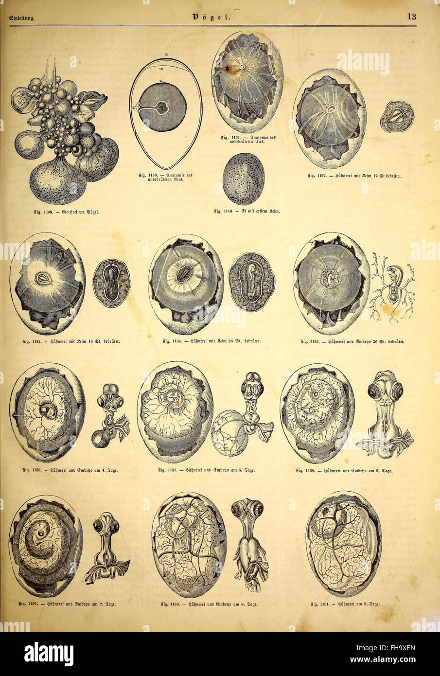 An illustrated natural history of animals, featuring amphibians, birds ...