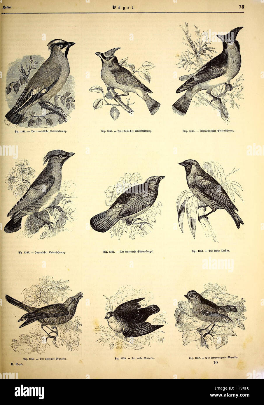Illustrated natural history of the animal kingdom, focusing on ...