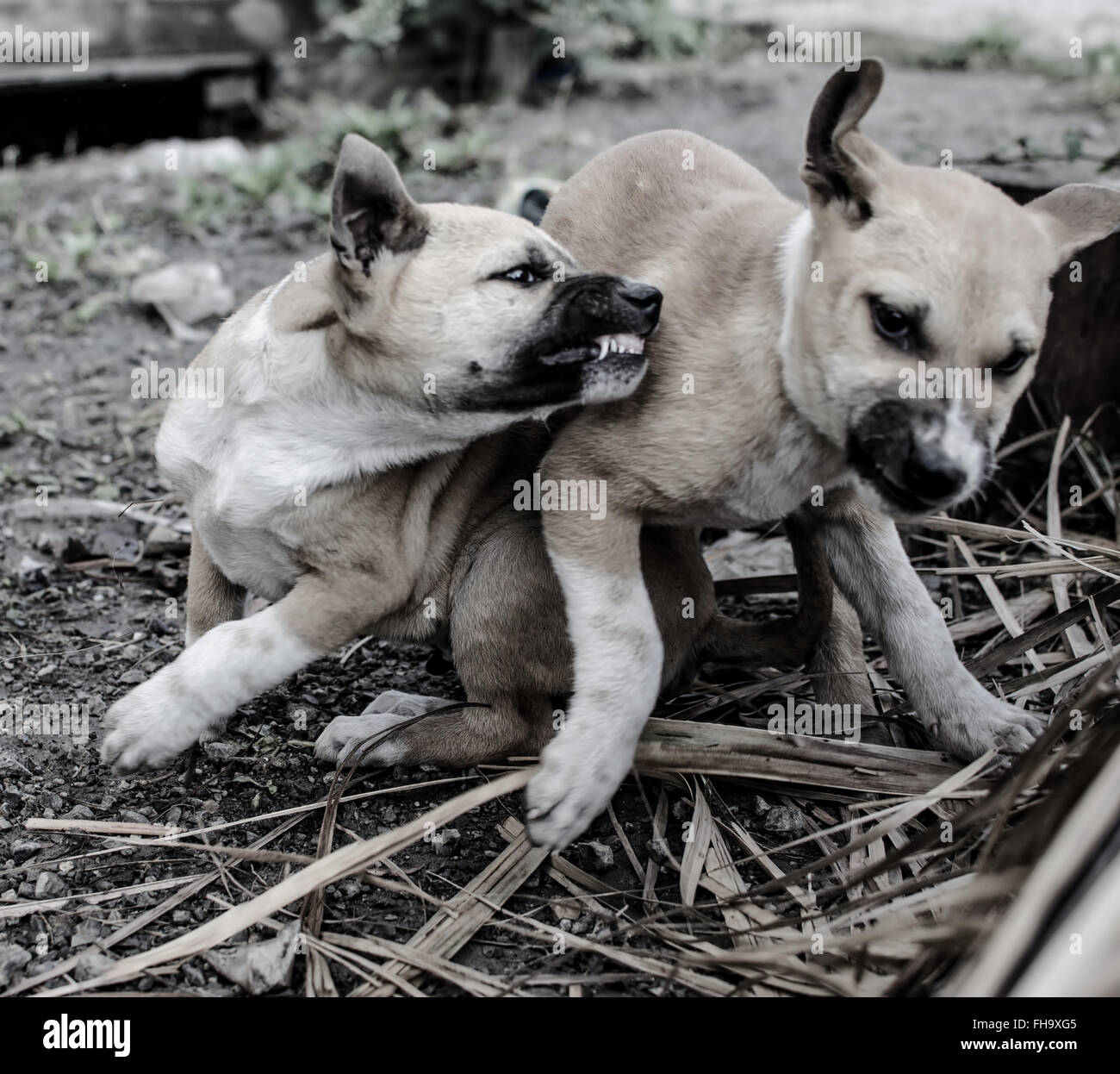 A fight between puppies Stock Photo - Alamy