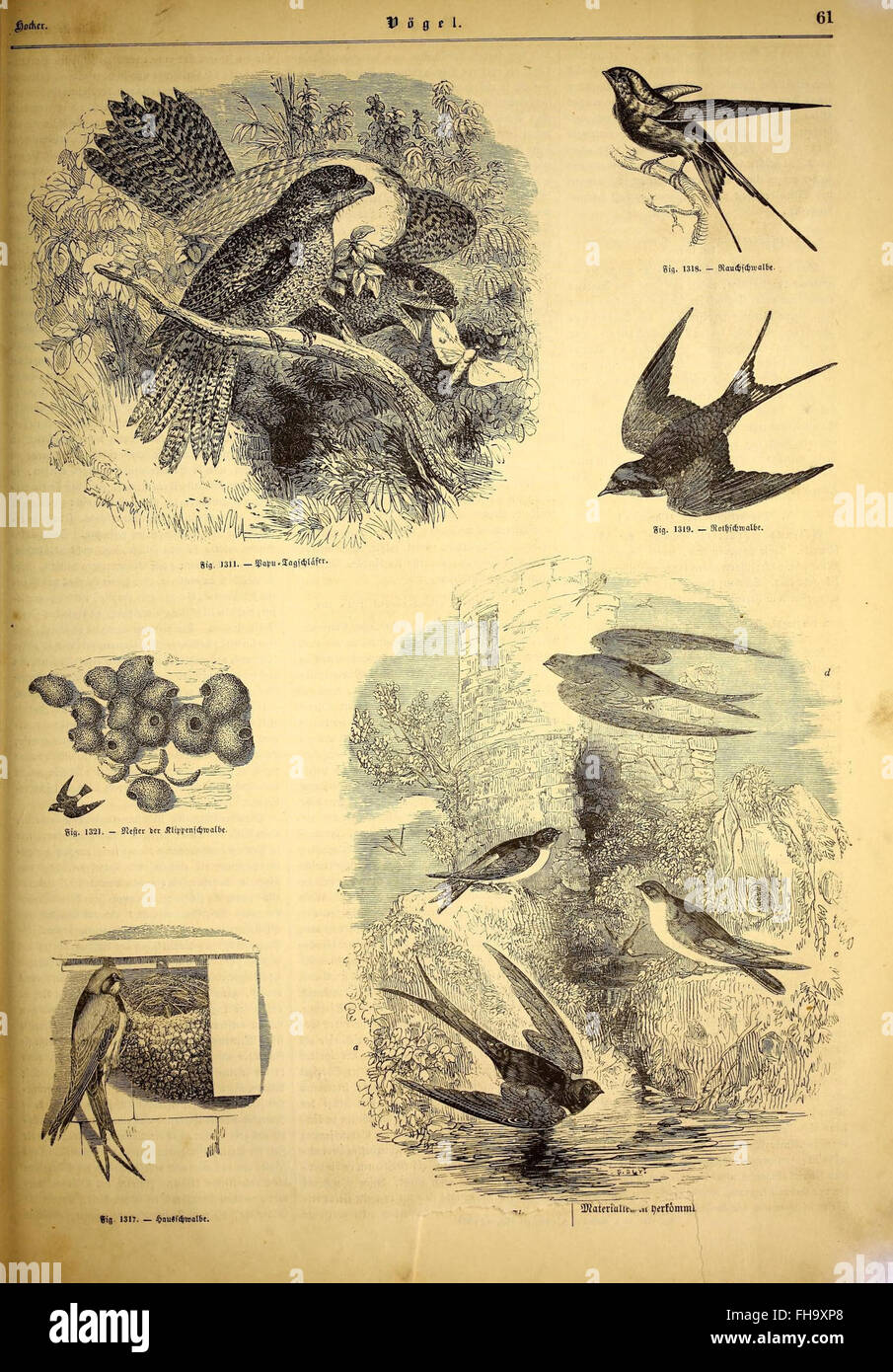 An illustrated natural history of the animal kingdom, focusing on ...