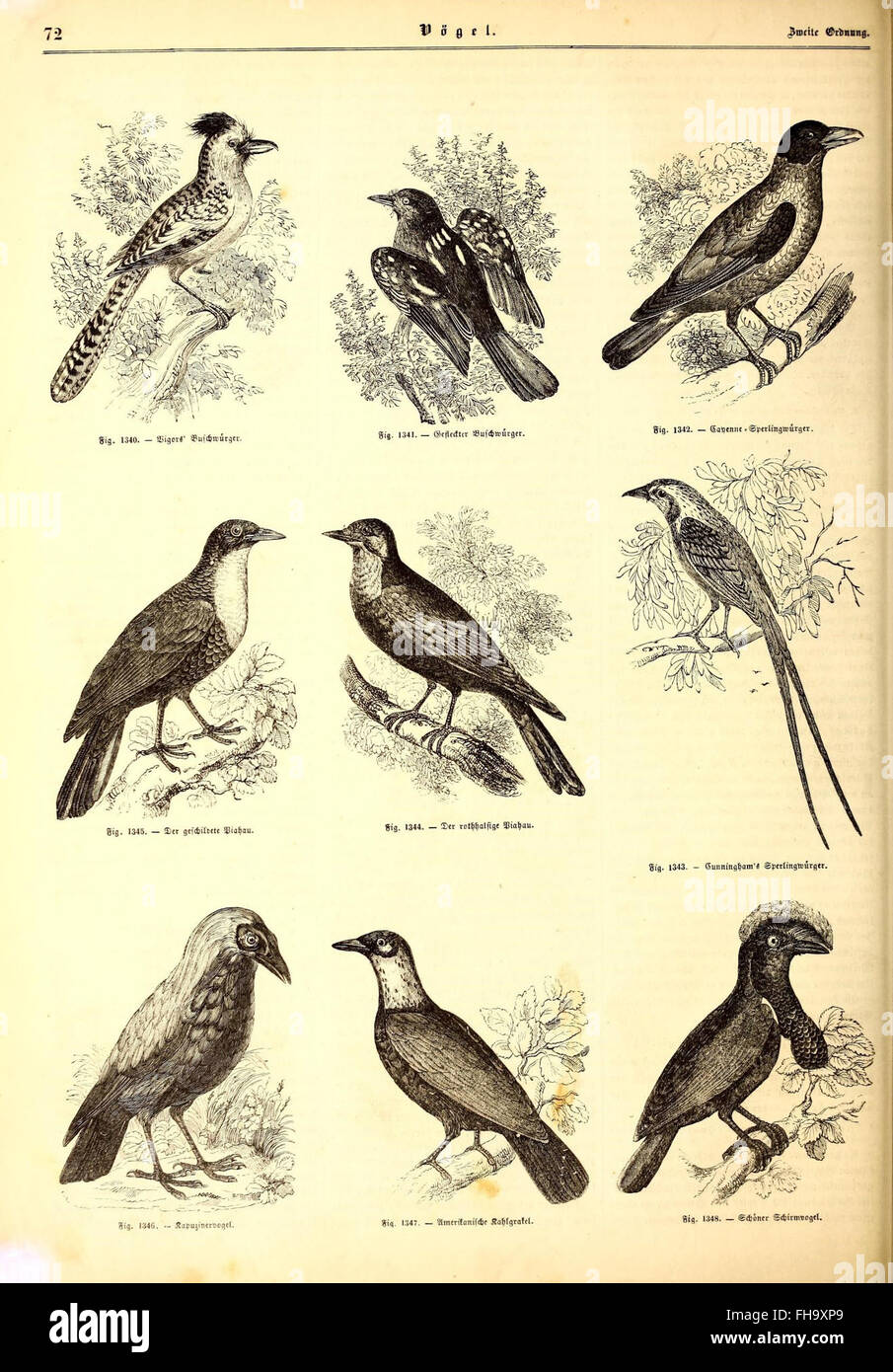 A comprehensive natural history of animals, featuring detailed ...