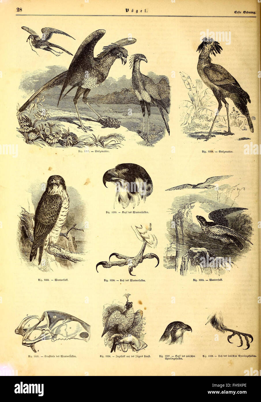An illustrated natural history of the animal kingdom, covering ...