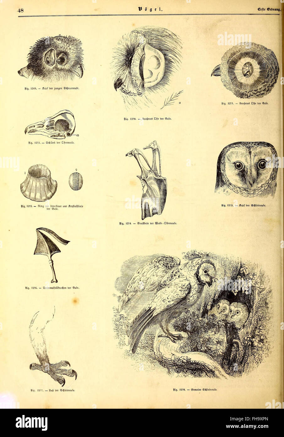 An illustrated natural history of the animal kingdom, focusing on ...