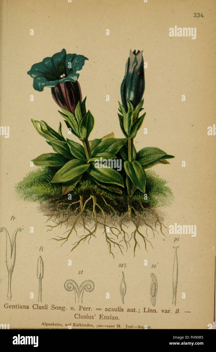 An atlas documenting the diverse flora of the Alps, showcasing mountain ...