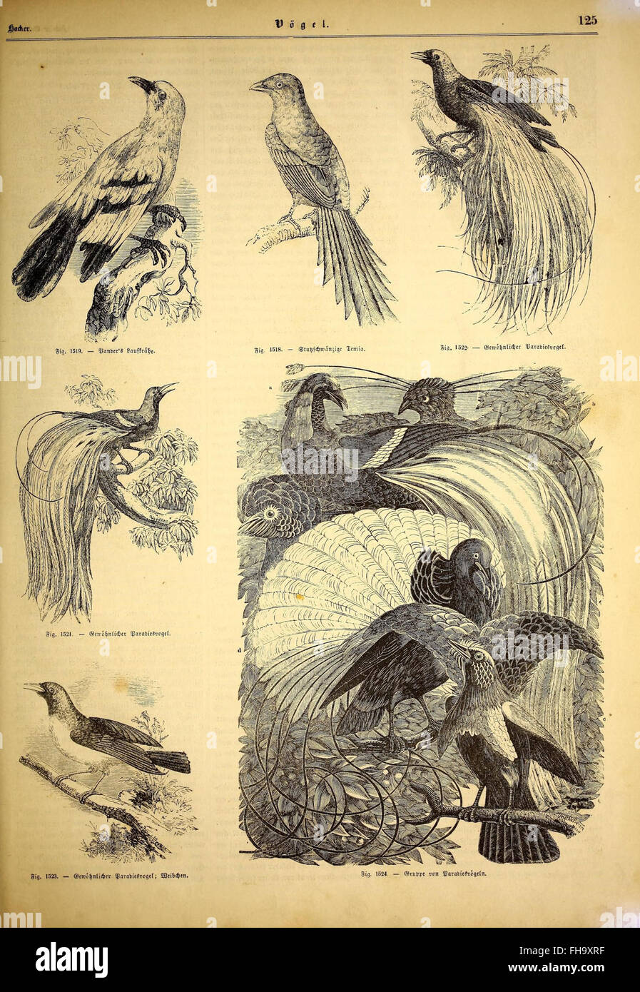 An illustrated natural history of the animal kingdom, featuring ...