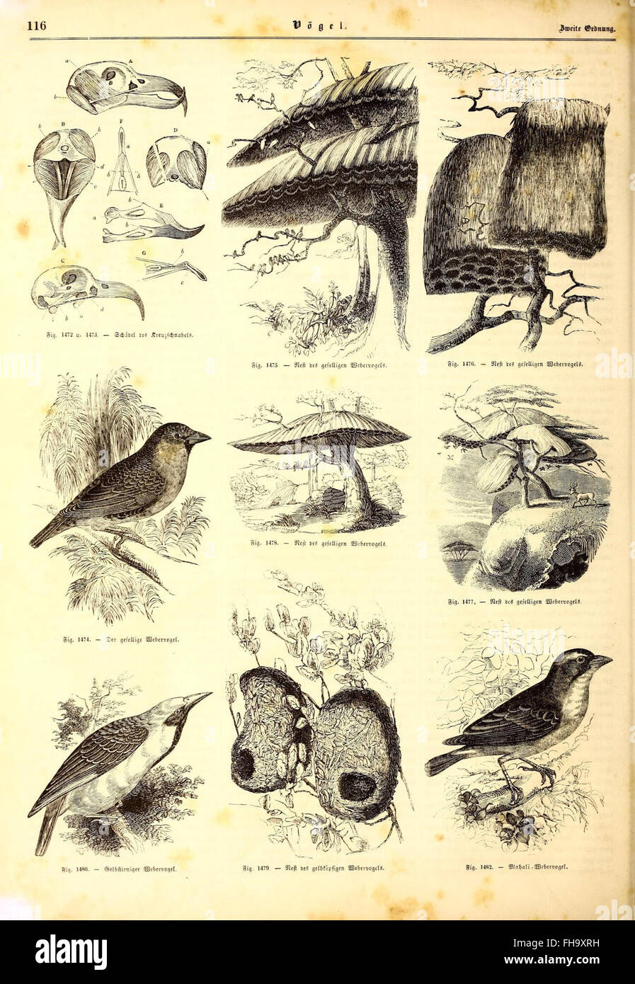 An illustrated natural history of the animal kingdom, focusing on ...