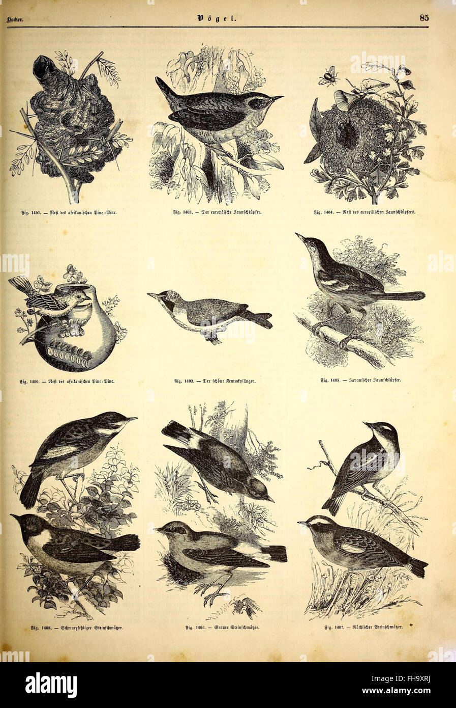 Illustrirte Naturgeschichte des Thierreichs (Illustrated Natural ...