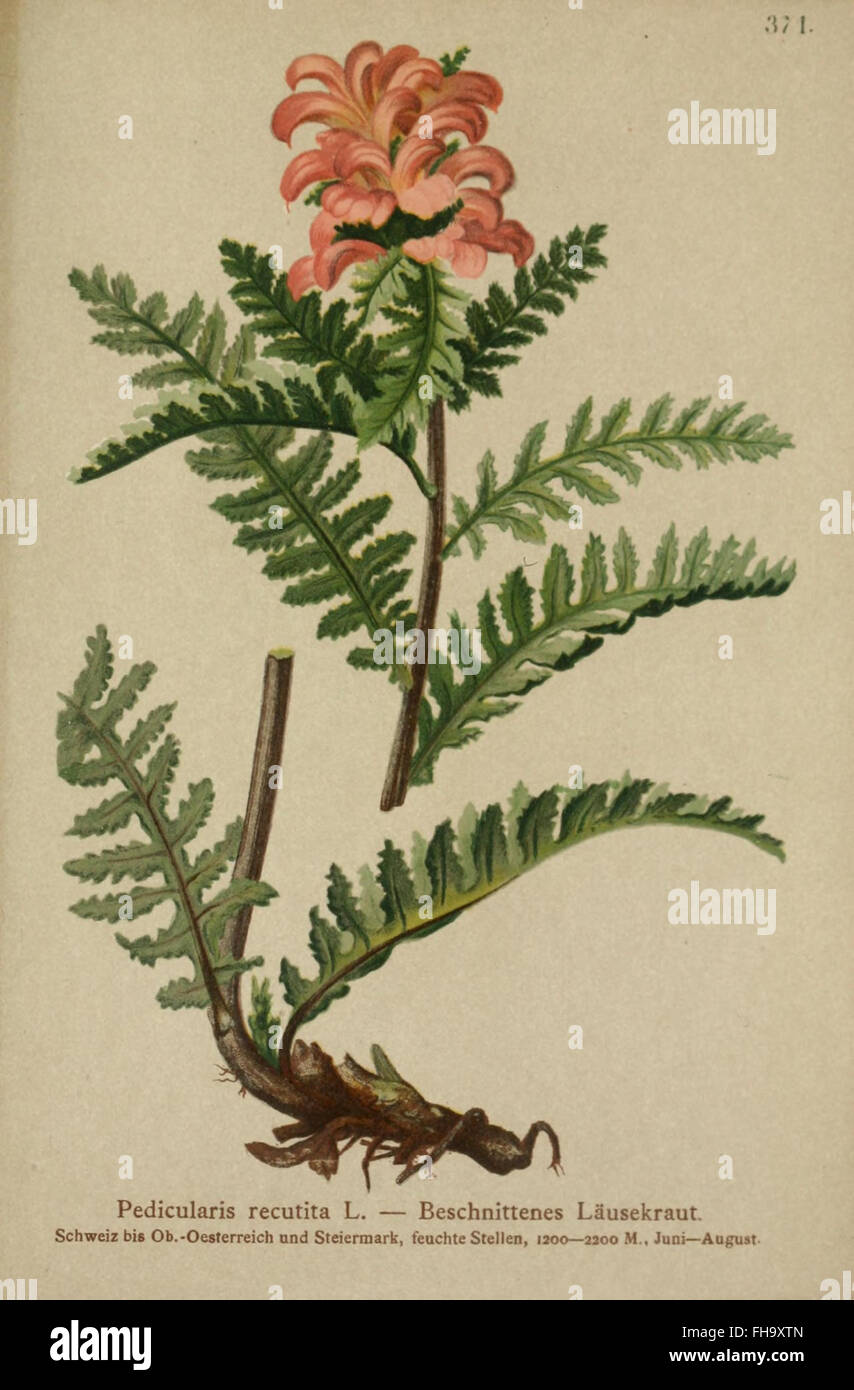 A botanical atlas of Alpine flora, documenting the various plants ...