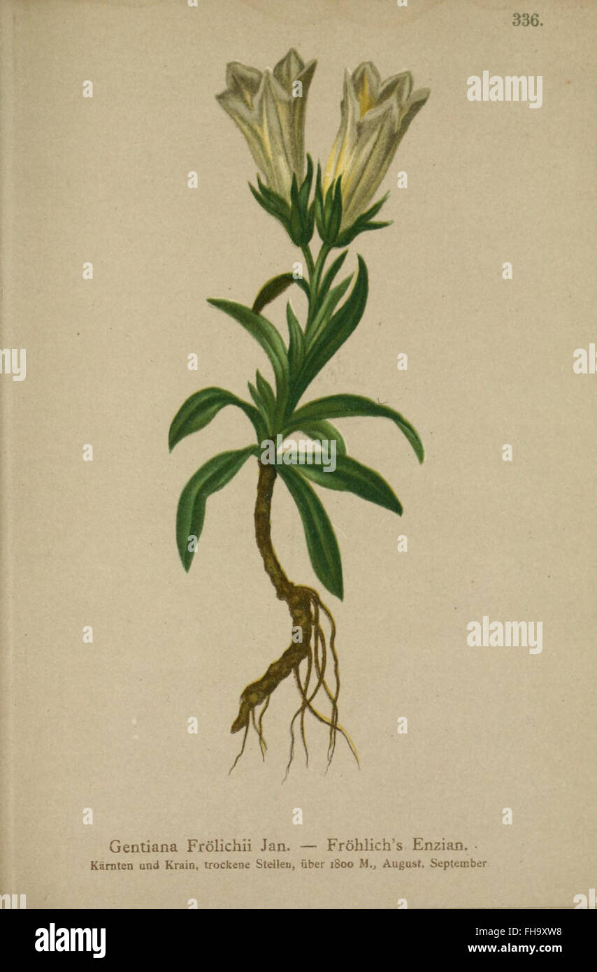An atlas of Alpine flora featuring plants native to the Alps, housed at ...