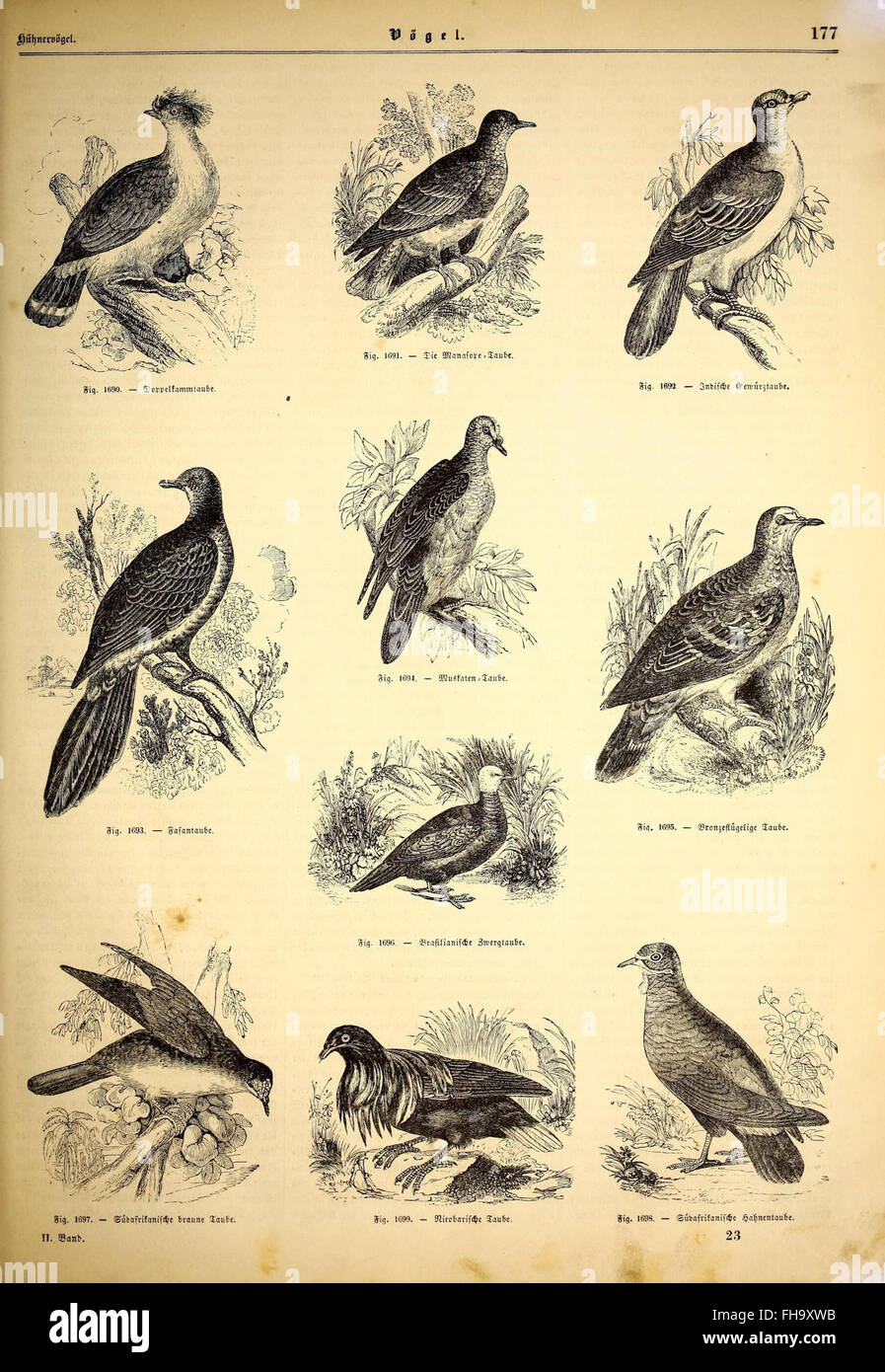 An illustrated natural history of the animal kingdom, showcasing ...