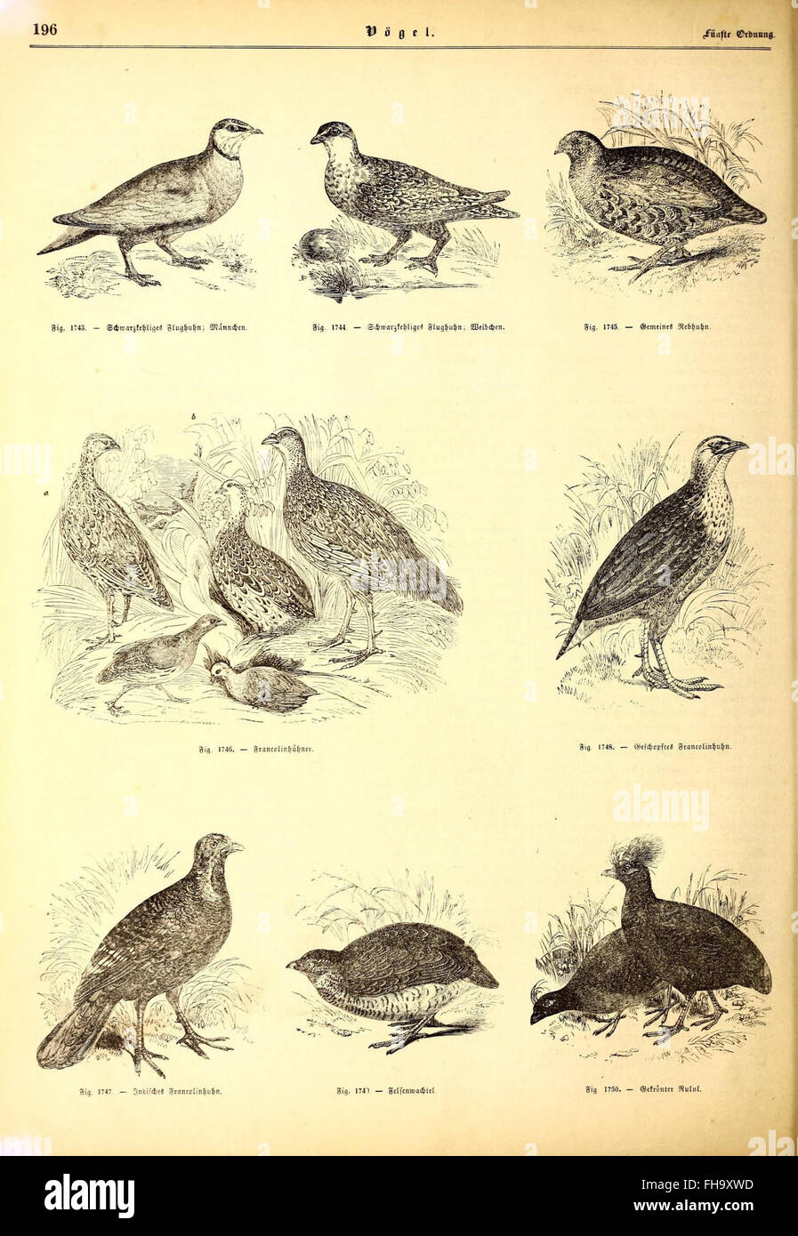 An illustrated natural history of the animal kingdom, featuring ...