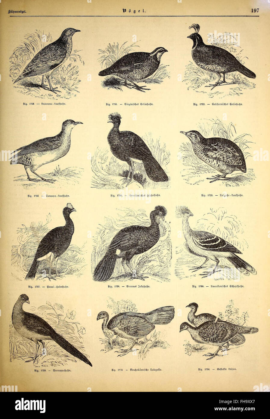 An illustrated natural history of the animal kingdom, focusing on ...