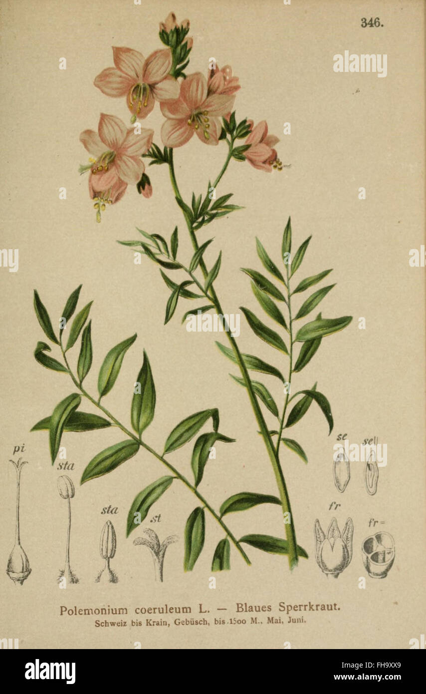 An atlas showcasing the diverse flora of the Alps, held at the Mertz ...