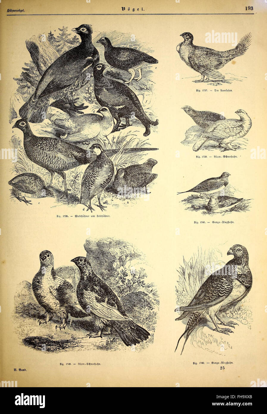 An illustrated work of zoology focusing on amphibians, birds, and ...