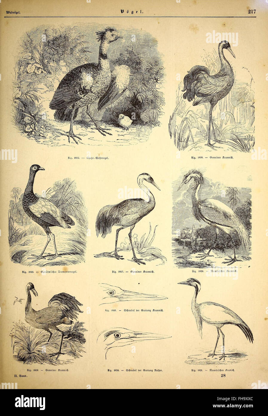 This illustrated natural history of the animal kingdom covers ...