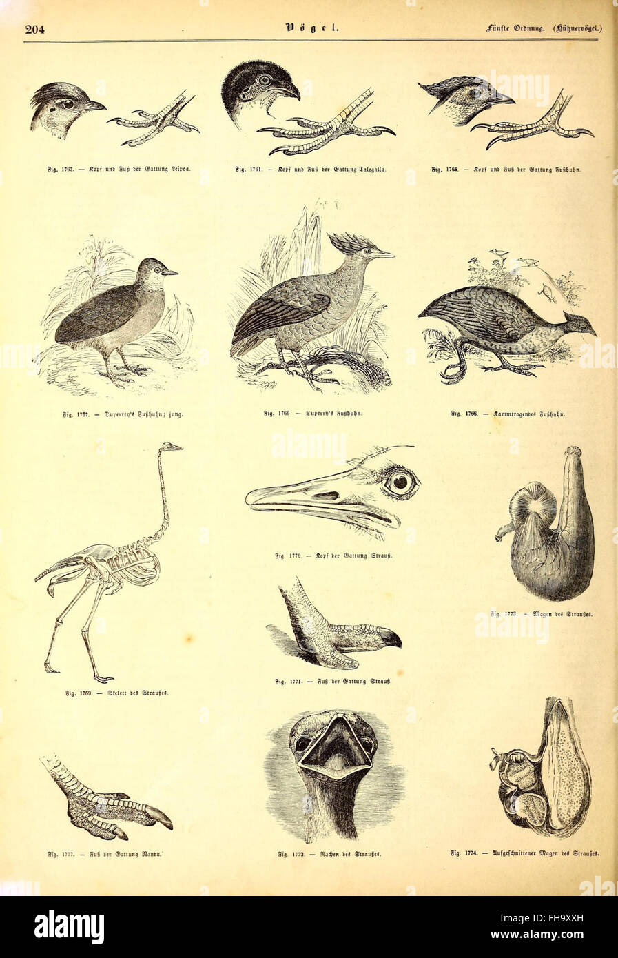 Amphibians Birds Reptiles Smithsonian Libraries Zoology Stock Photo - Alamy
