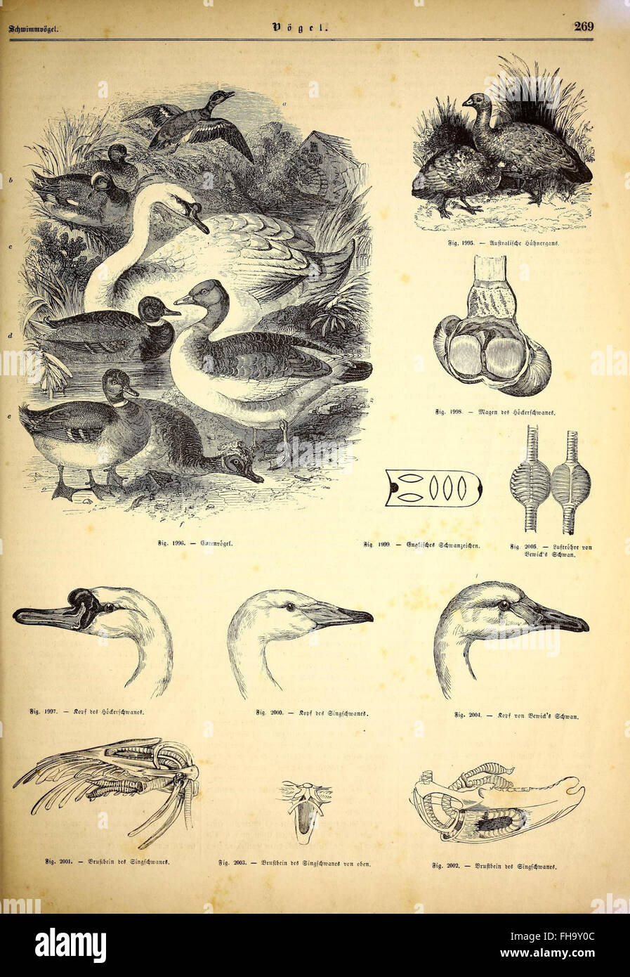 Illustrated Natural History of the Animal Kingdom: A 19th-century work ...