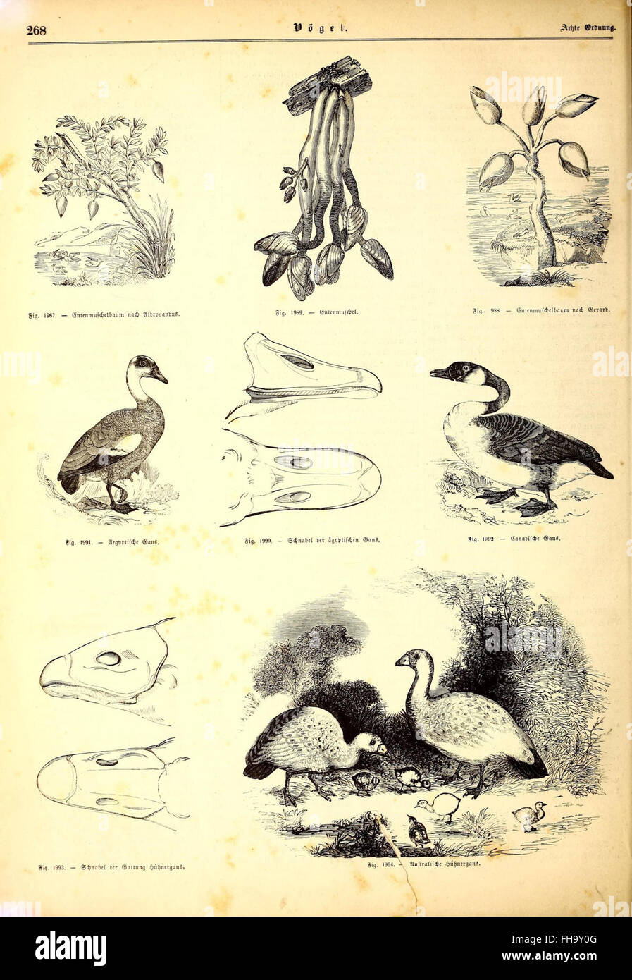 Illustrated Natural History of the Animal Kingdom, covering amphibians ...