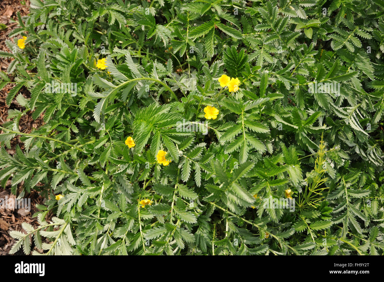 Silverweed hi-res stock photography and images - Alamy