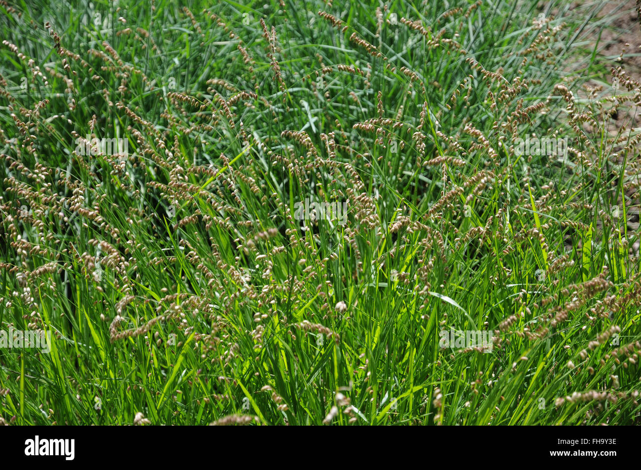 Nodding grass hi-res stock photography and images - Alamy