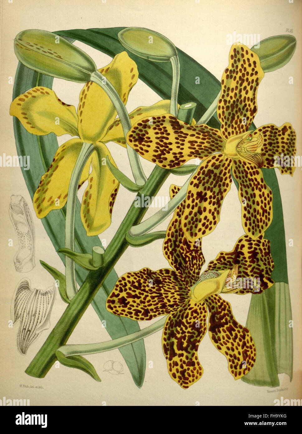 A comprehensive study of orchid species, marking the second century of ...