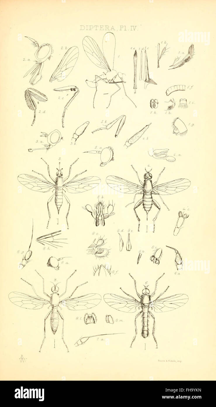 Insecta Britanica, Diptera, by Francis Walker, covering British insect ...