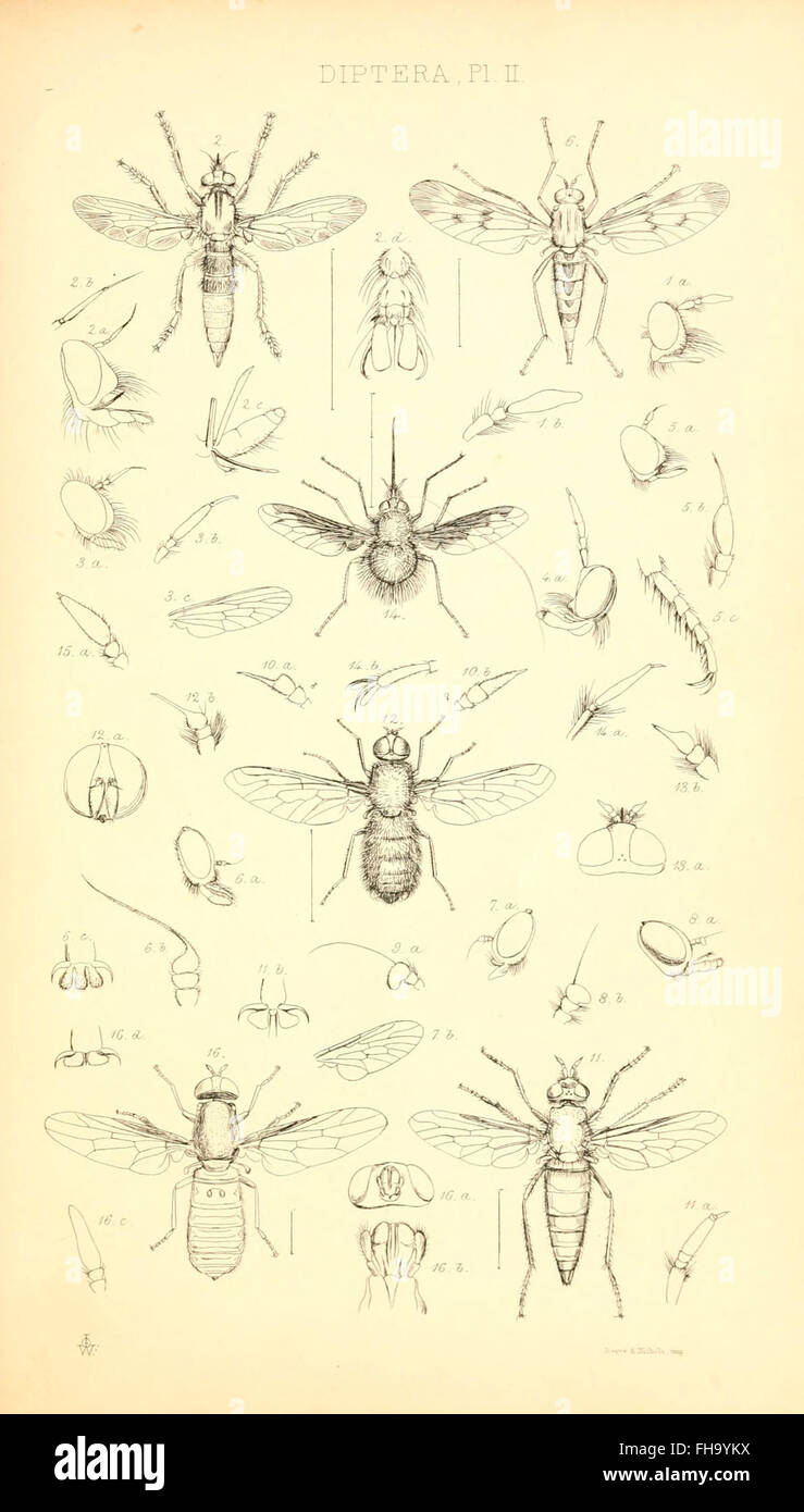 A comprehensive study of the Diptera (flies) species in Great Britain ...