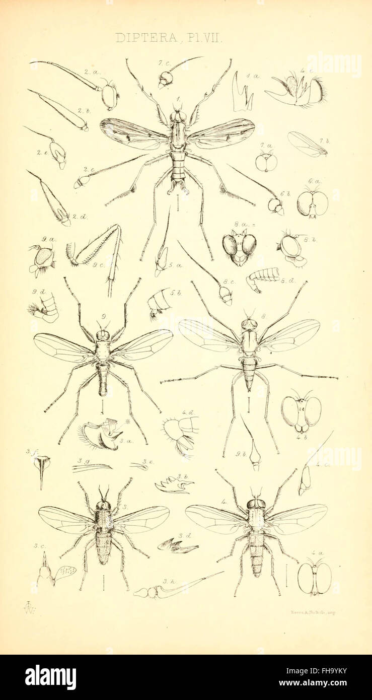 Insecta britanica hi-res stock photography and images - Alamy