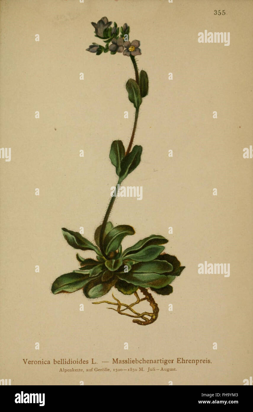 Atlas der Alpenflora, a botanical atlas documenting alpine plants from ...