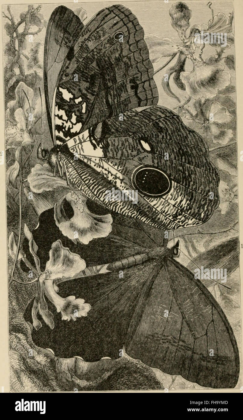 A detailed exploration of foreign insects, including their anatomy ...