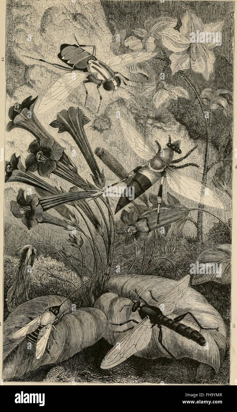 A popular account from 1883 on foreign insects, their structures ...