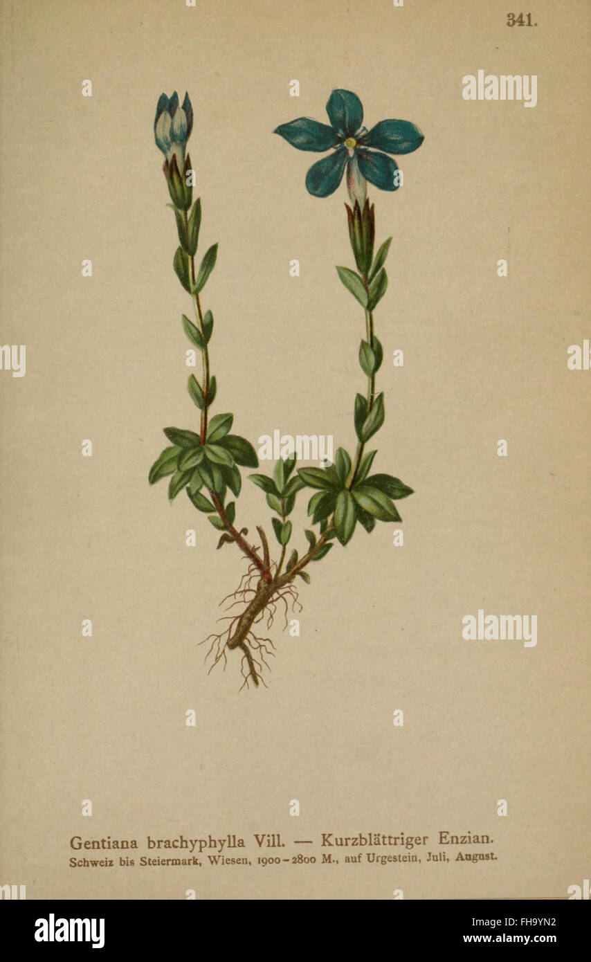 An atlas of alpine flora, documenting the plants native to the Alps and ...
