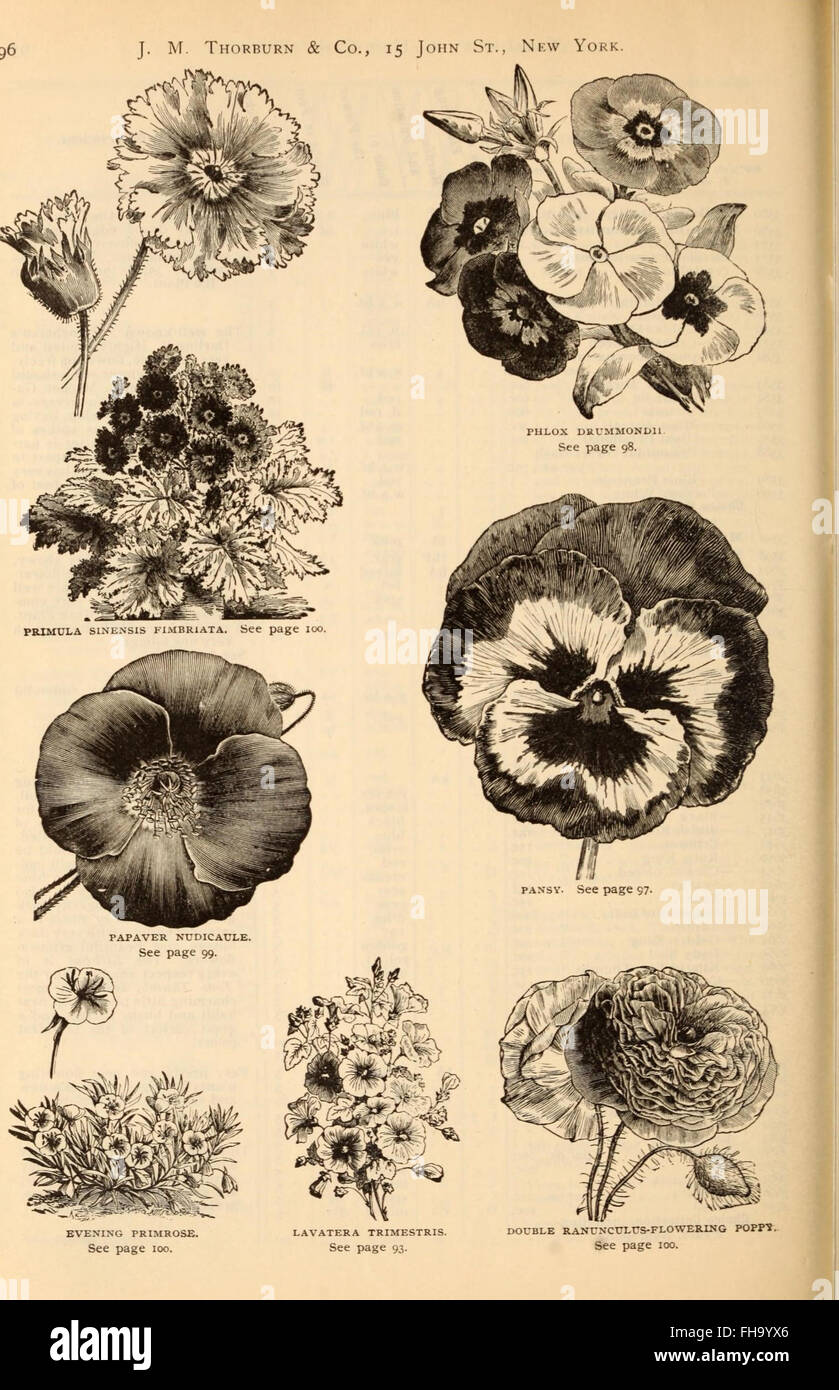 A comprehensive catalog offering a variety of flower seeds, bulbs, and ...