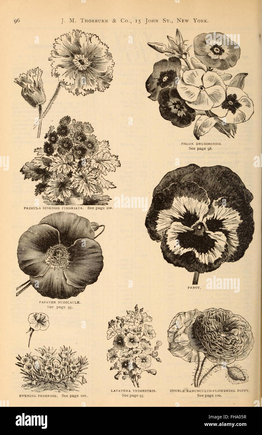 Showcasing various seed varieties hi-res stock photography and images ...