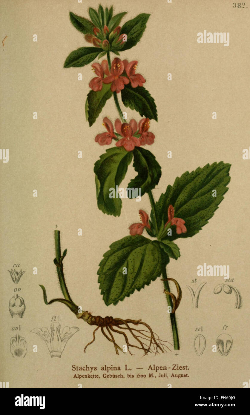 An atlas showcasing the flora of the Alps, featuring detailed ...