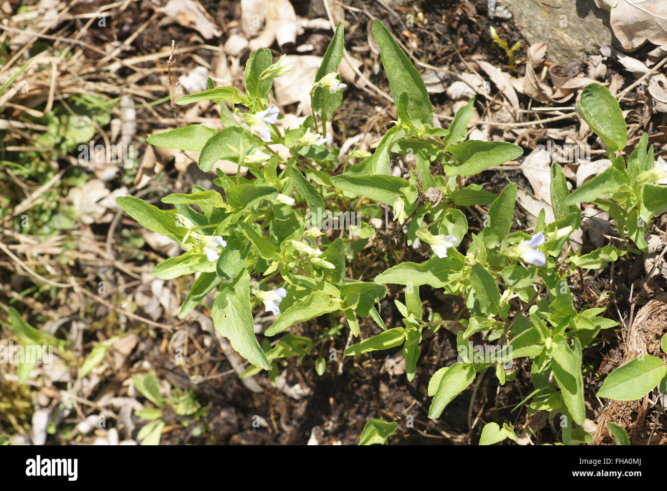 Fen violet hi-res stock photography and images - Alamy