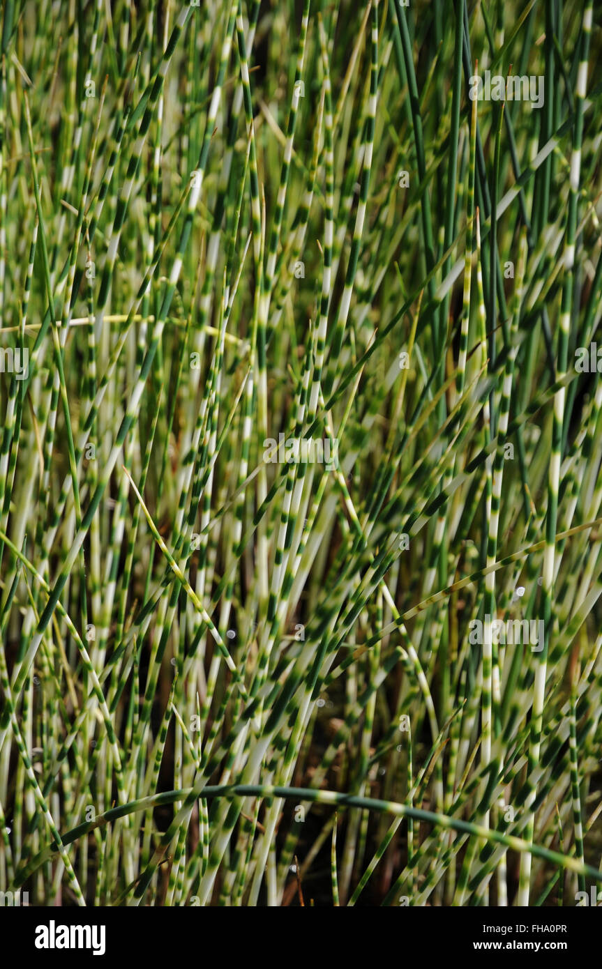 Soft stem bulrush Stock Photo - Alamy