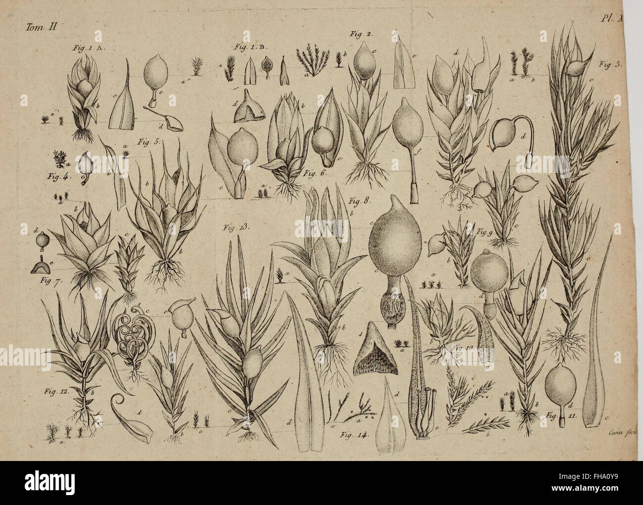 A French botanical journal focused on the application of botany to ...