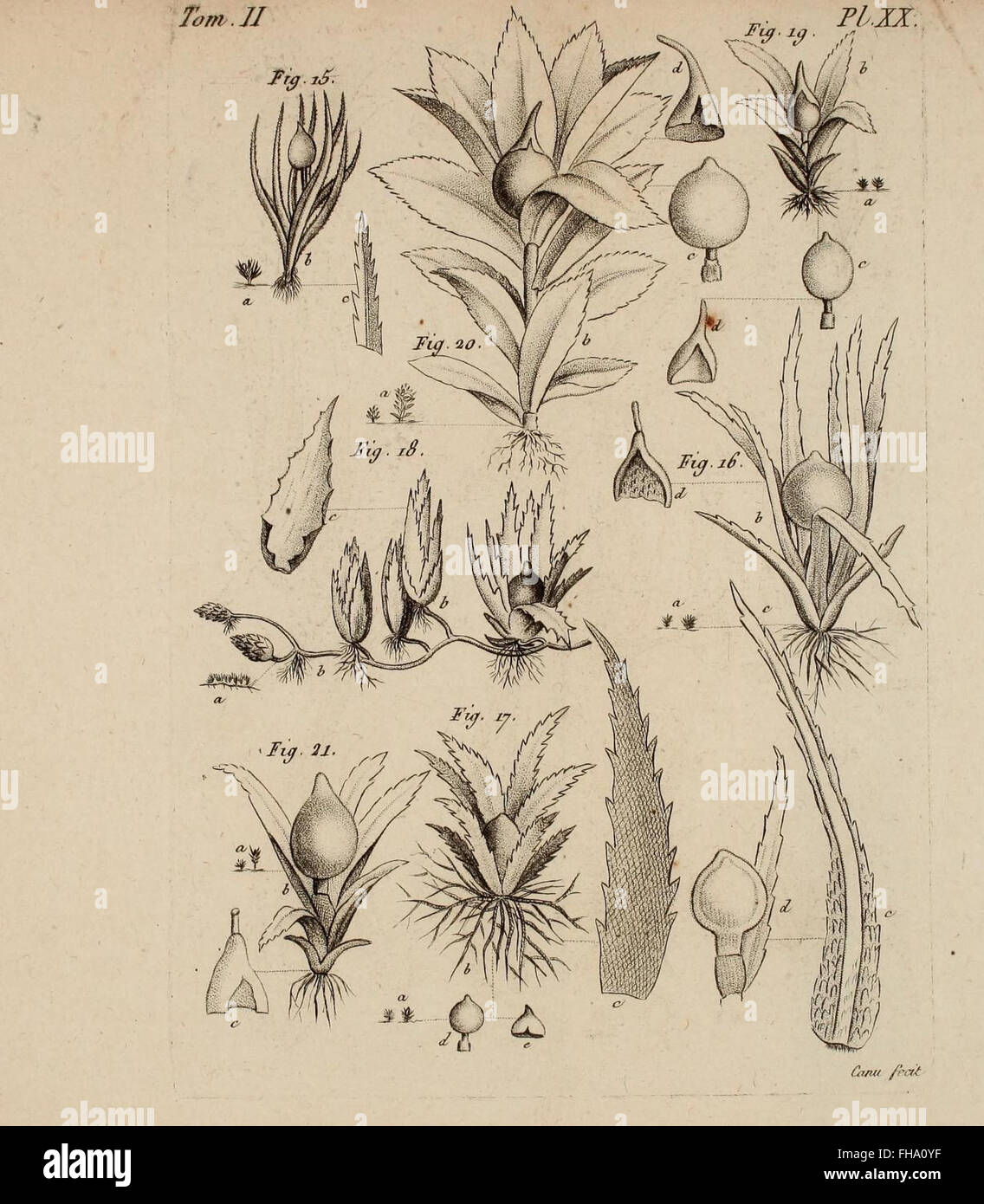 A periodical journal focused on the application of botany in ...