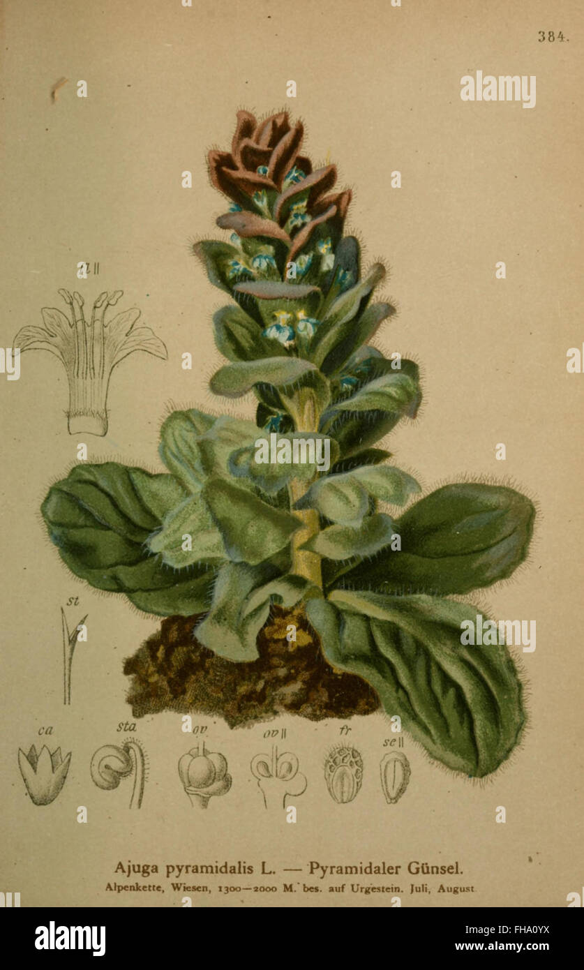 Atlas of Alpine Flora, Mountain Plants of the Alps, Mertz Library, The ...