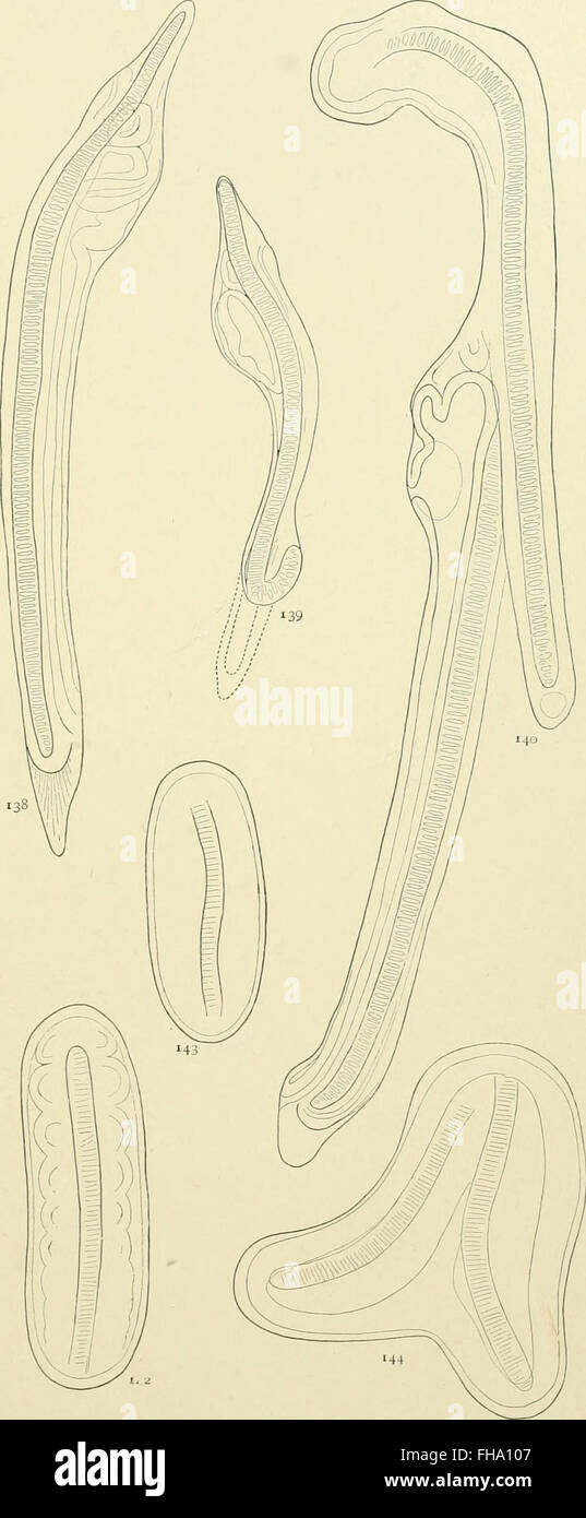 Anatomical morphology hi-res stock photography and images - Alamy