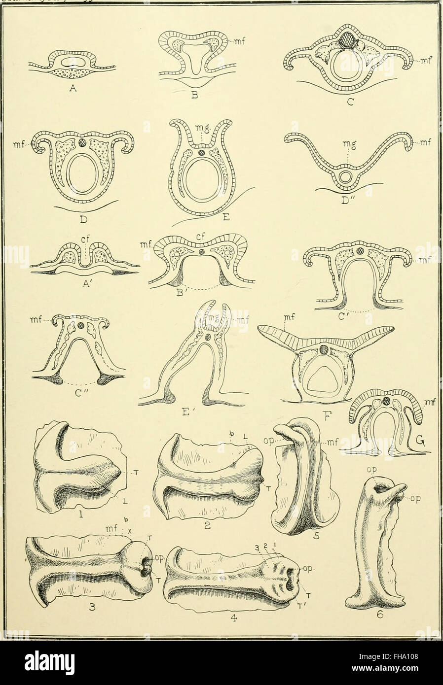 Featuring various morphological structures hi-res stock photography and ...
