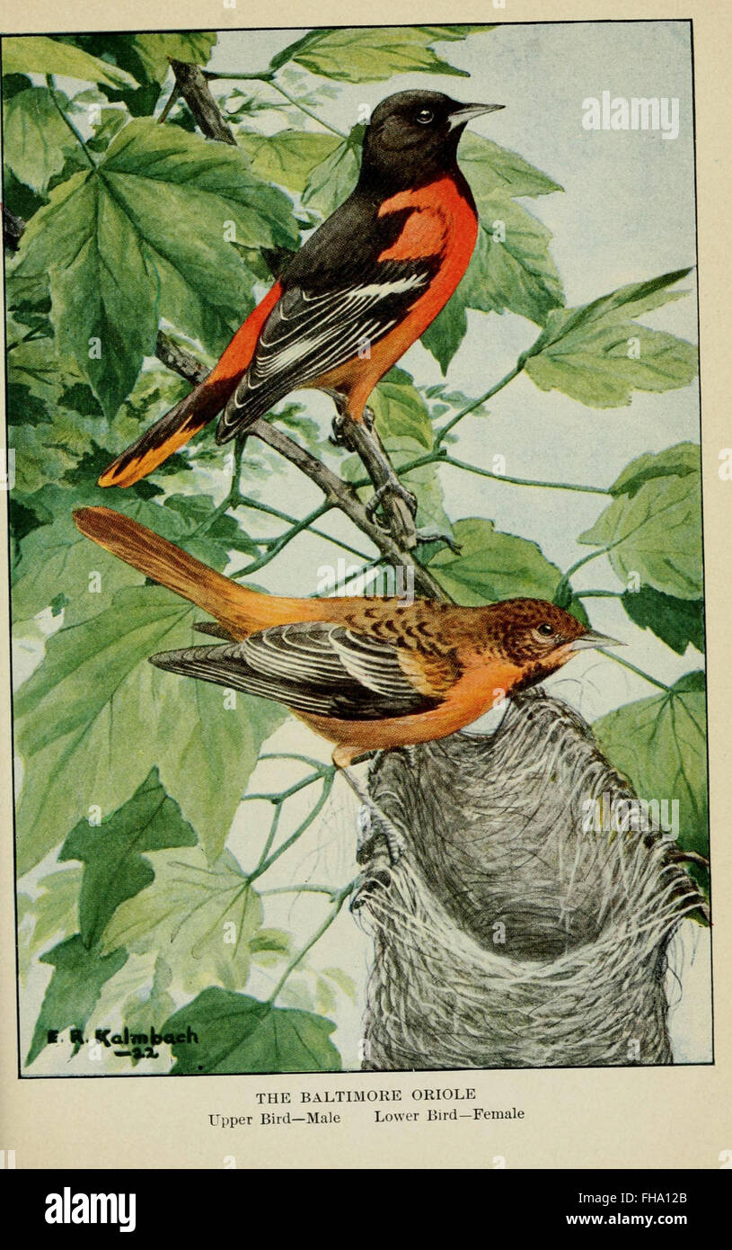 Knowing Birds Through Stories is a fascinating exploration of bird ...